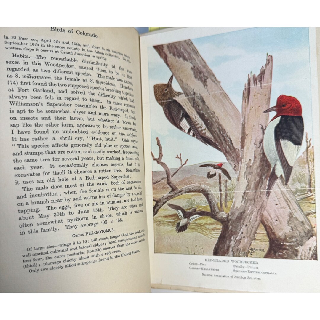 A History of the Birds of Colorado Sclater Wm. Lutley Witherby 1st ...