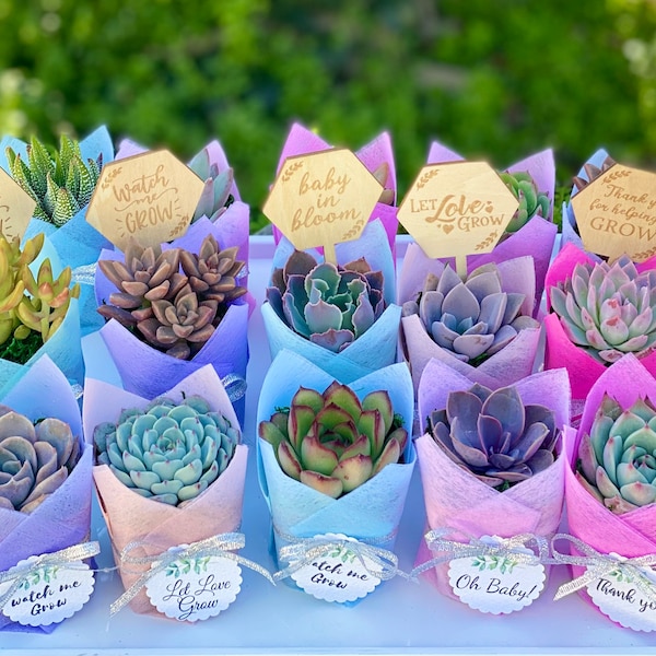 Succulent Party Decorations - Etsy