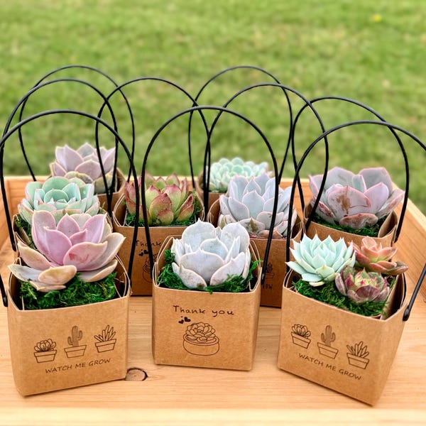 Mini Succulent Favors - Etsy