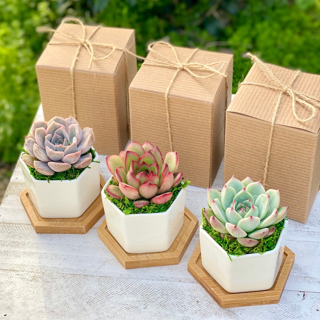 Succulent Gift Box | Appreciation Thank You Plant Gift | Company Client ...