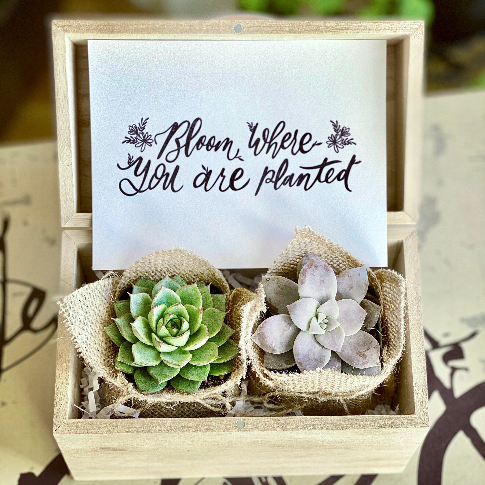 Succulent Gift Box Thank you gift Plant Gifts for Birthday | Etsy