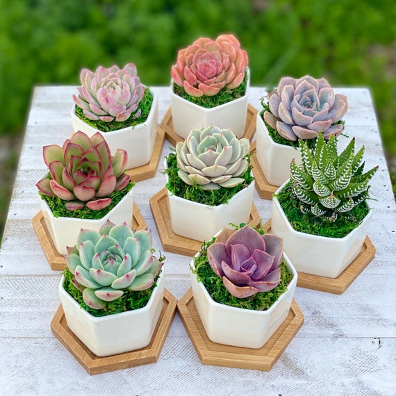 Mini Succulent Potted Plant Gift Appreciation Thank You Gift Corporate Gift Shower Favors Etsy