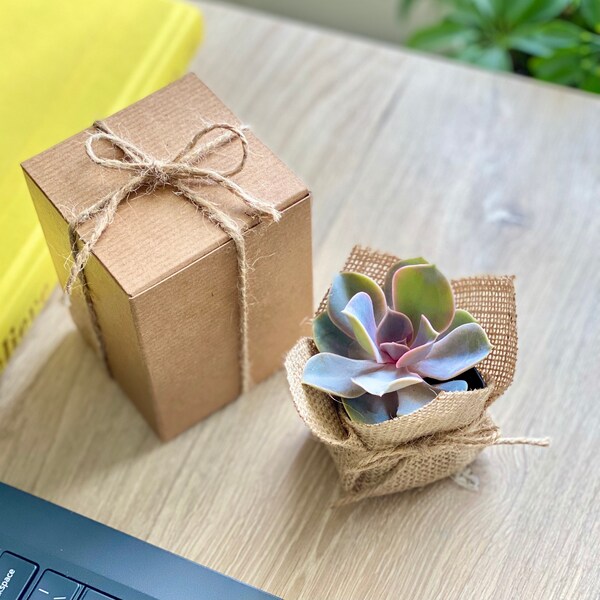 Succulent Gift Box - 60+ Gift Ideas for 2024