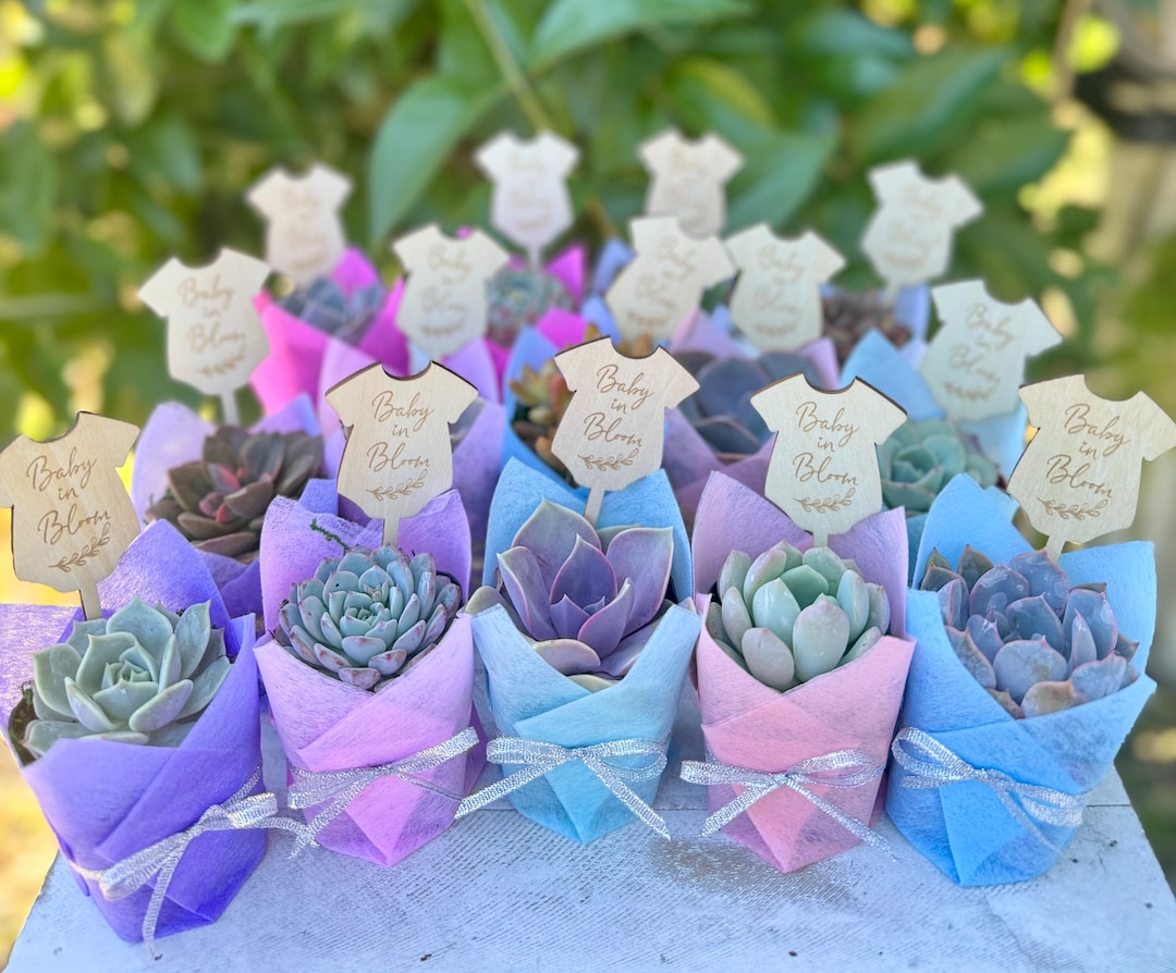Baby in Bloom Baby Shower Favor Mini 2 Succulent Party Favor Thank You ...
