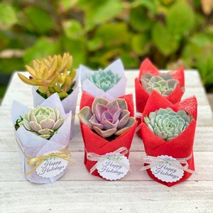 Mini 2” Succulent Favor 1 Plant Appreciation Plant Gifts Red, White ...