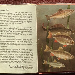 Vintage Ladybird Book - Conservation Wild Life in Britain - Etsy