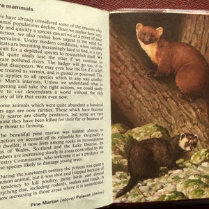 Vintage Ladybird Book - Conservation Wild Life in Britain - Etsy