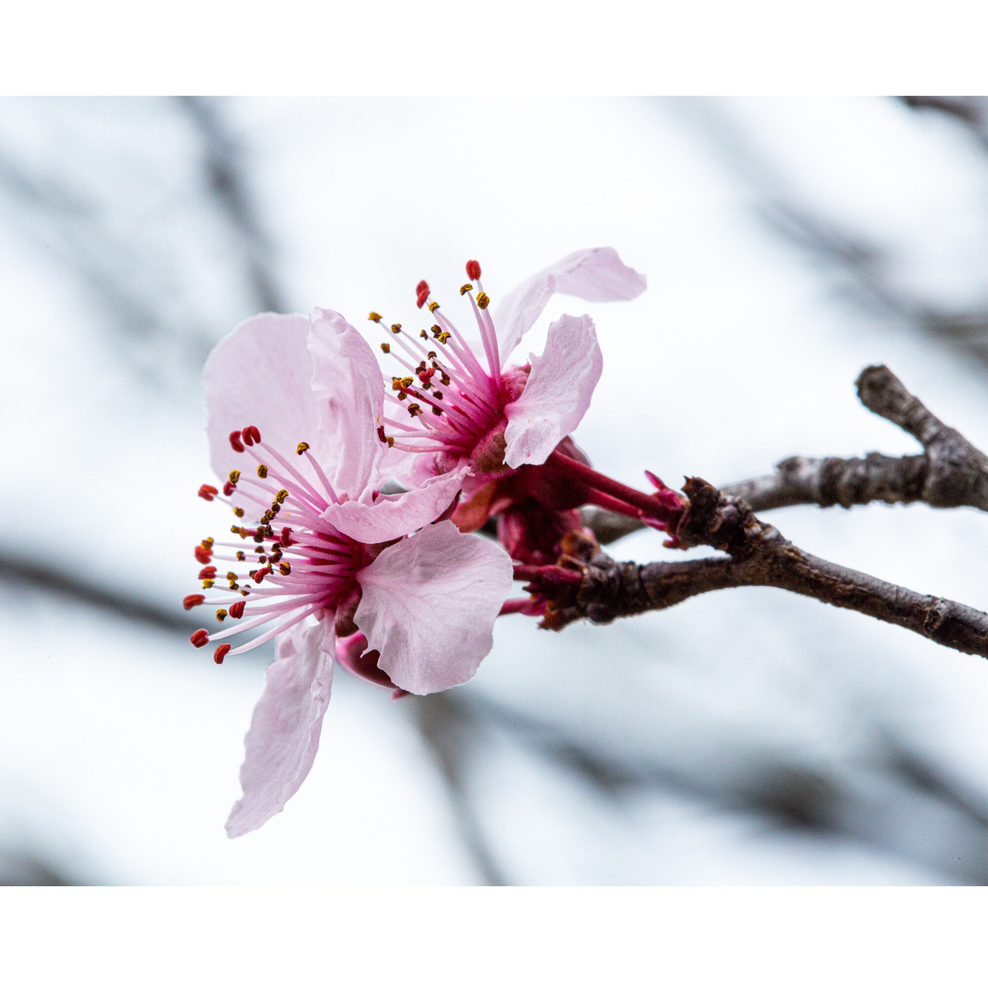 Flower Photography Pink Spring Tree Blossoms Petals Magenta Macro Photo ...