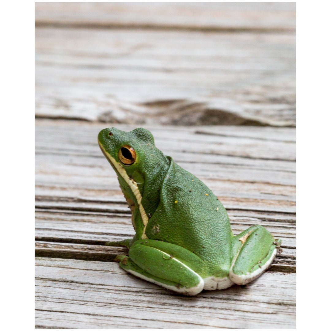 Green Frog, Green Tree Frog, Nature Art Photography, Wall Art Cute Frog ...