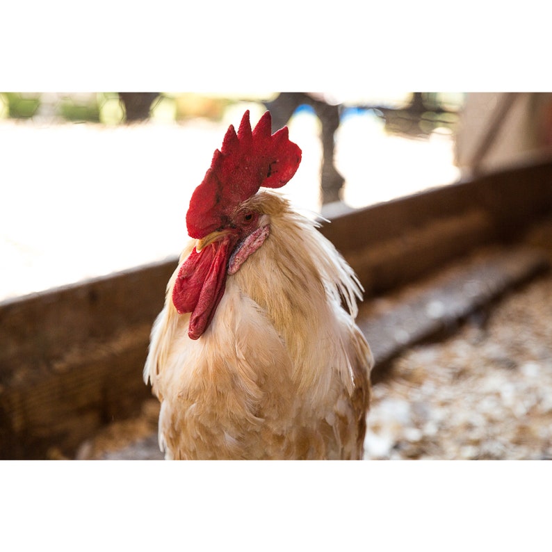 Cream Rooster Photo Beige Chicken Farm Photography Morning Sunrise Wall ...