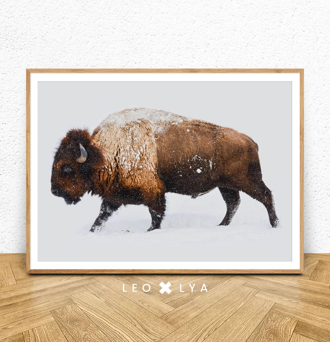 Buffalo Wall Art, Bison Print, Snow Print, Wild Animals, Printable Boys ...