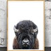 Printable Bison, Bison Print, Bison Wall Art, Buffalo Print, Buffalo ...