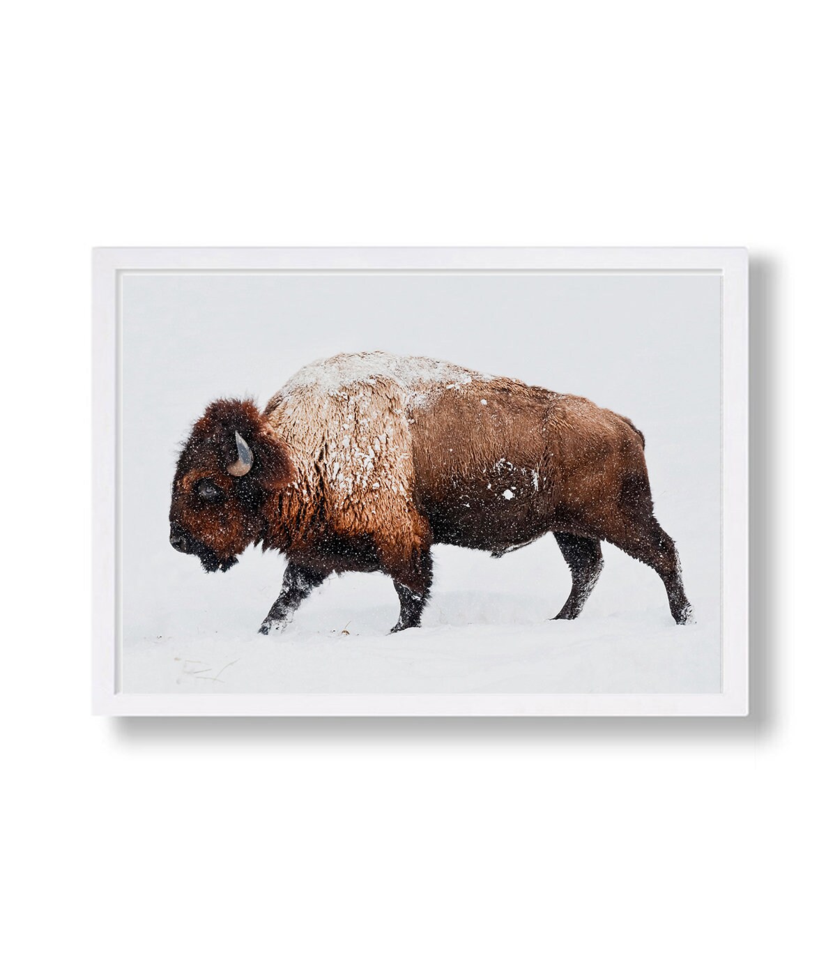 Printable Bison Bison Print Bison Wall Art Buffalo Print - Etsy