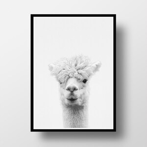 Alpaca Print, Llama Wall Art, Nursery Decor, Nursery Animal Print ...