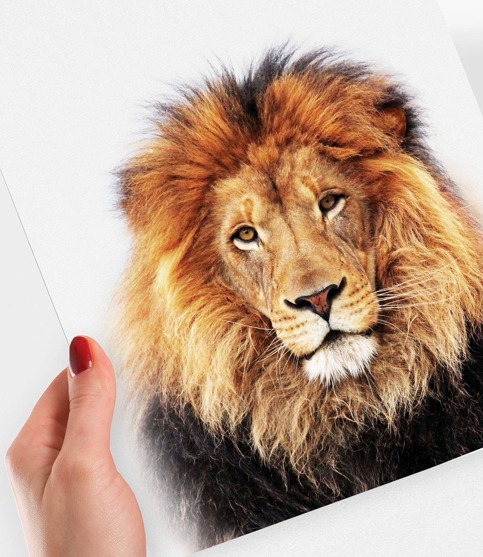 Lion Print Nursery Prints Nursery Animal Print Nursery | Etsy