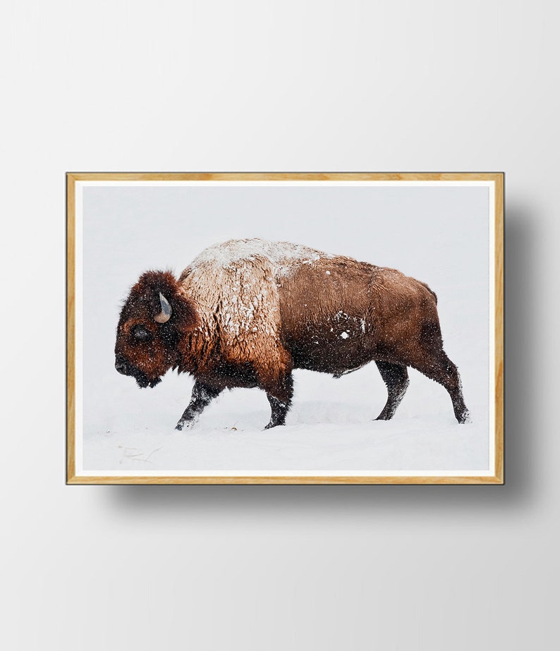Printable Bison, Bison Print, Bison Wall Art, Buffalo Print, Buffalo ...