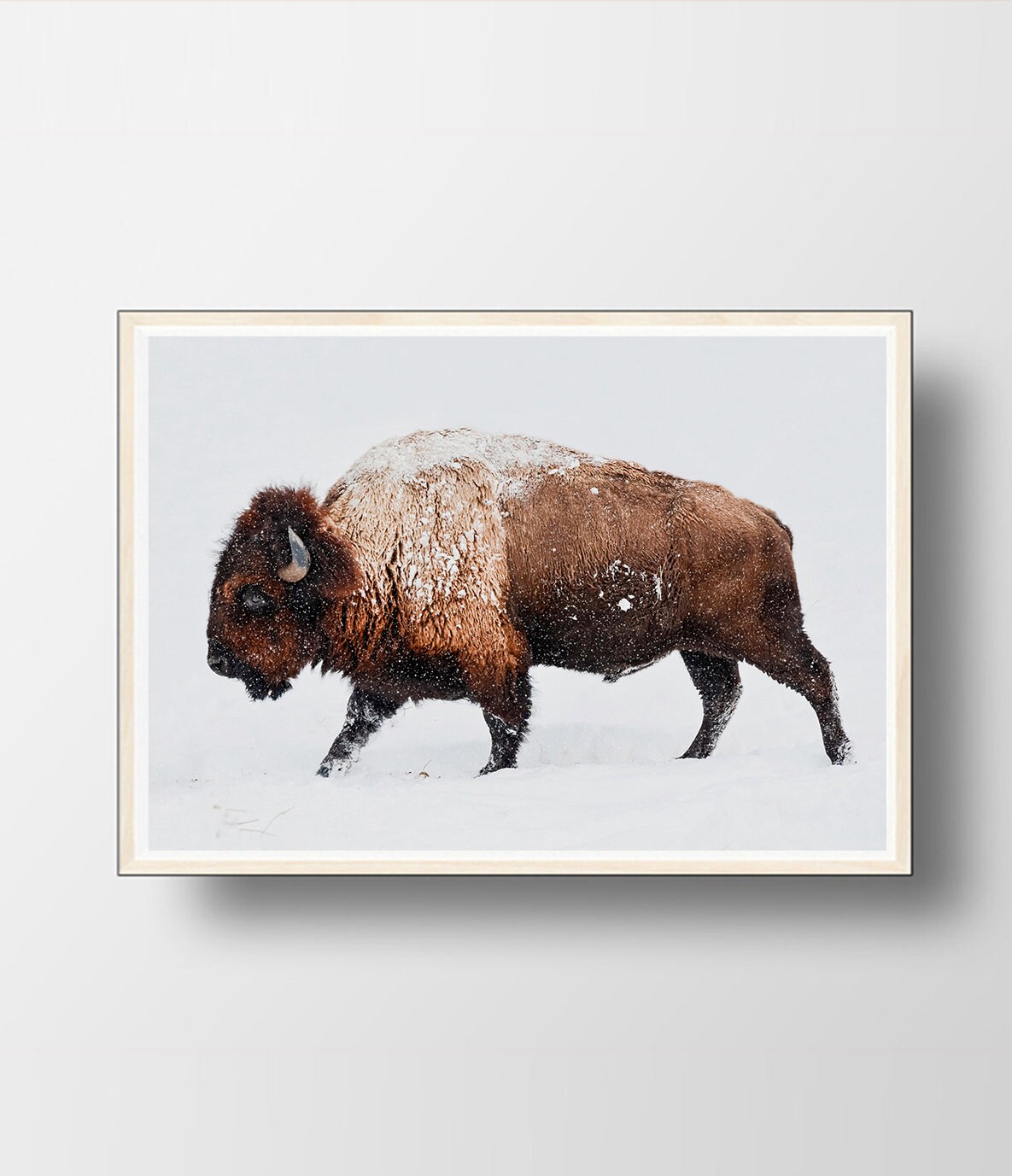Printable Bison, Bison Print, Bison Wall Art, Buffalo Print, Buffalo ...