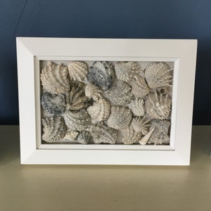 Seashell Framed Art set of Three - Etsy