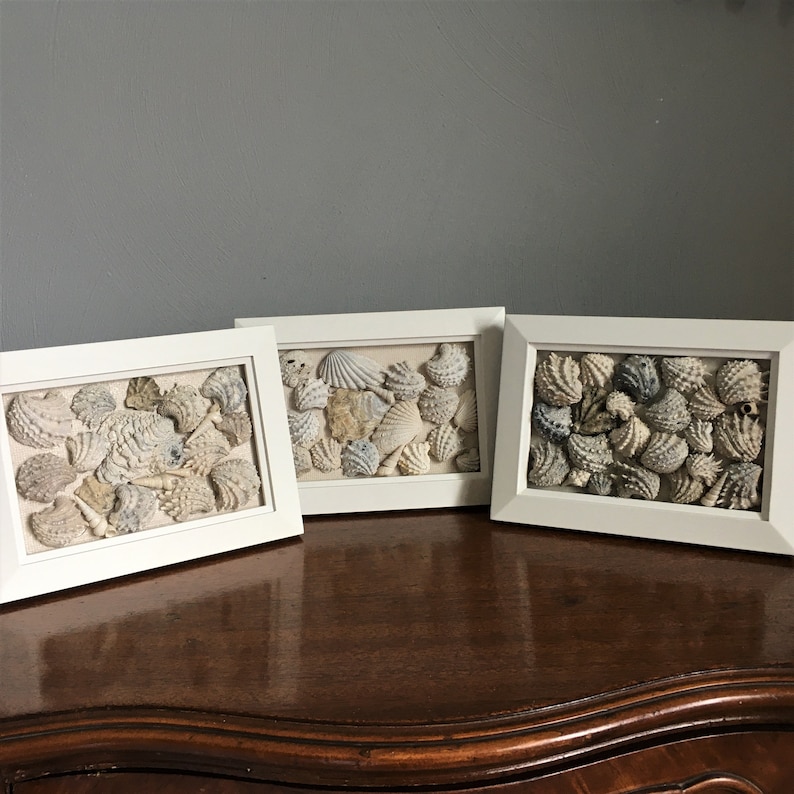Seashell Framed Art set of Three - Etsy