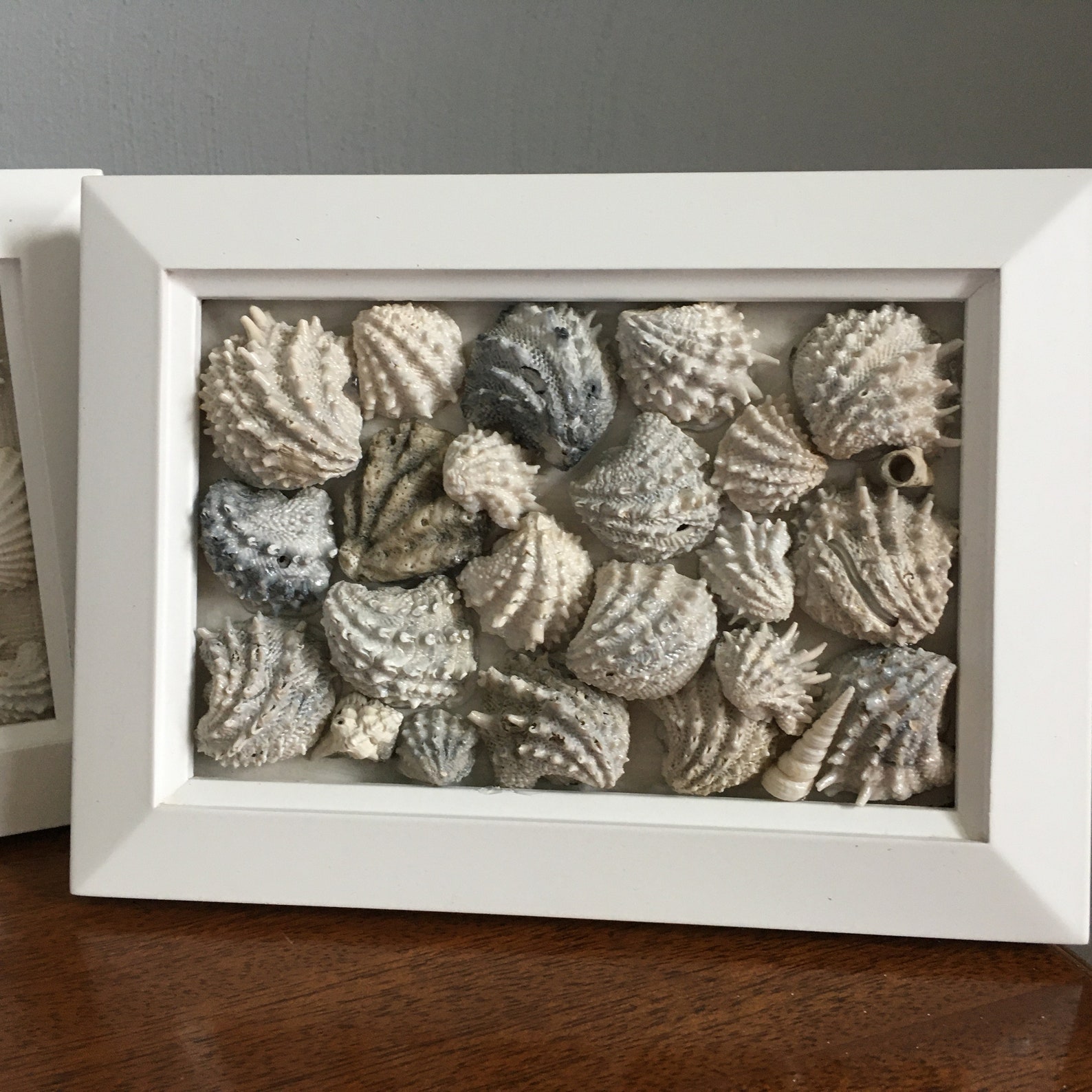 Seashell framed art Set of three | Etsy