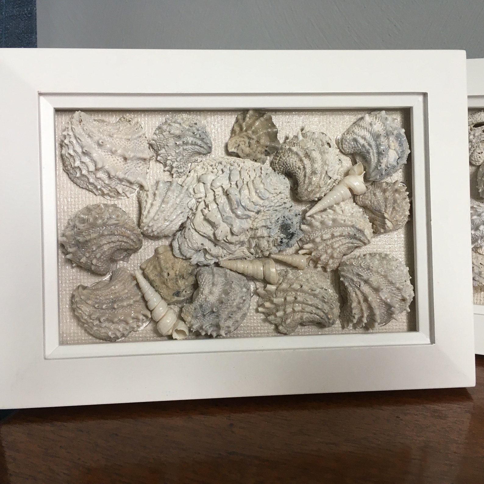Seashell framed art Set of three | Etsy