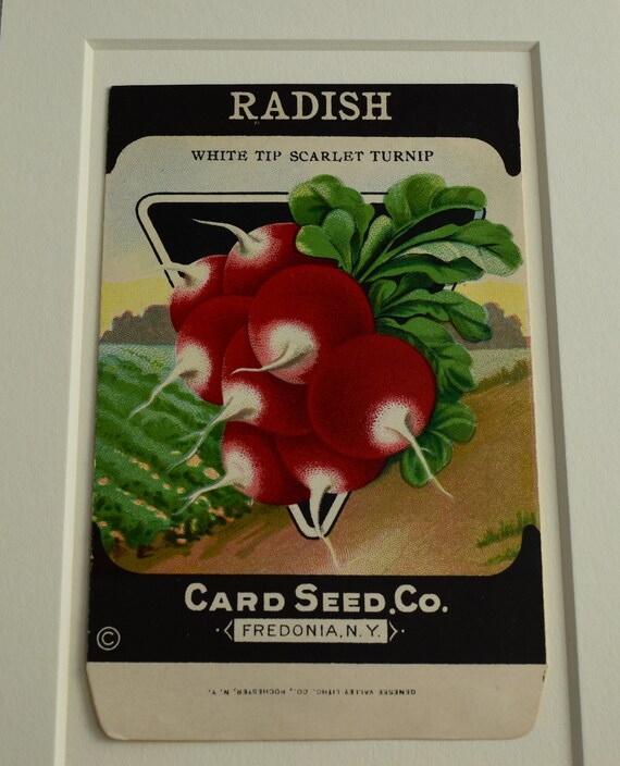 Radish Seed Packet