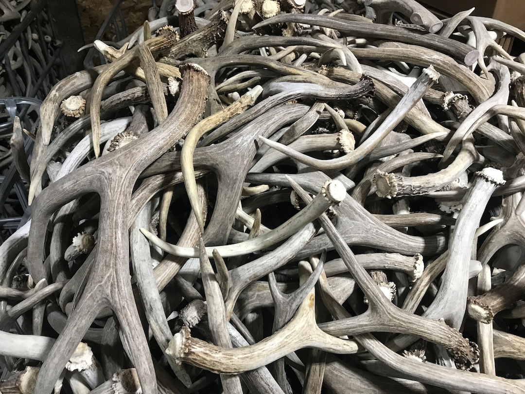 Antler Dog Chew,antlers for Dogs, Premium Dog Antlers,**worldwide ...