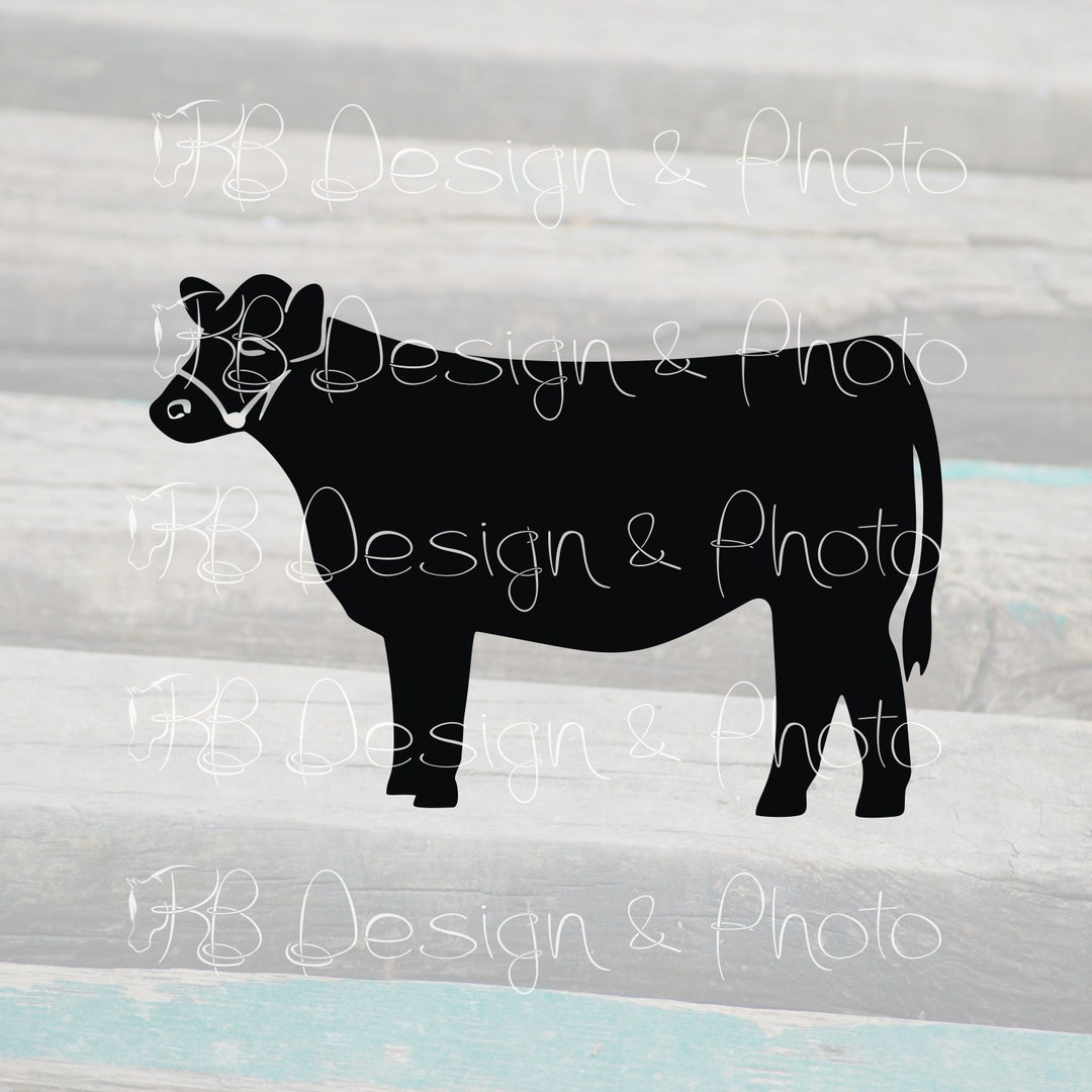 Show Heifer Cow Vector/raster- SVG, PNG, JPG - Etsy