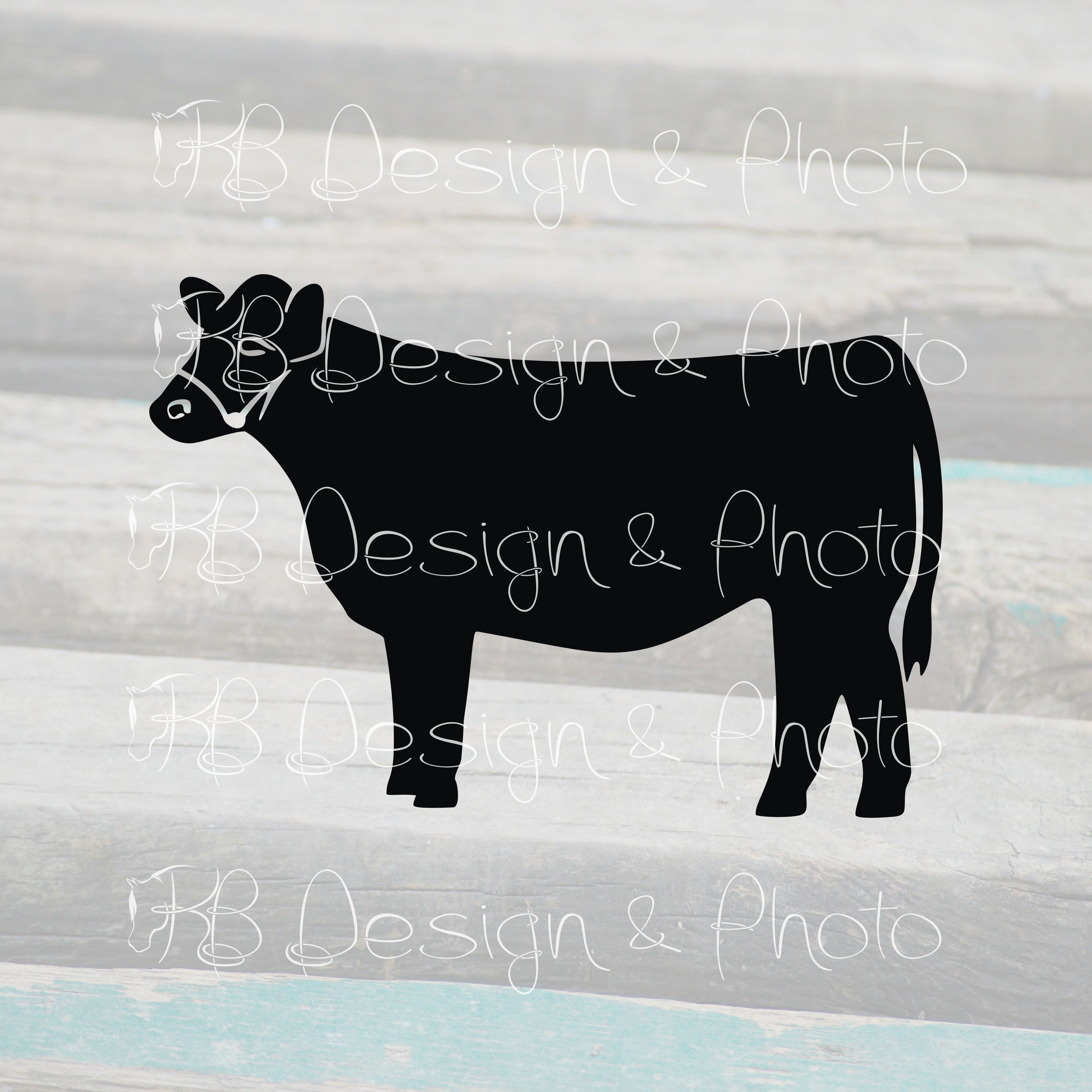 Show Heifer Cow Vector/raster SVG PNG JPG | Etsy