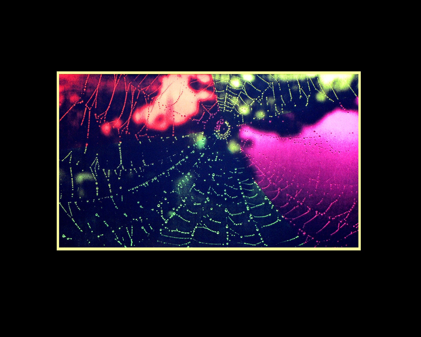 Colorful Cobweb Art Print; Photo of Nature's Cobweb With Added Color by ...