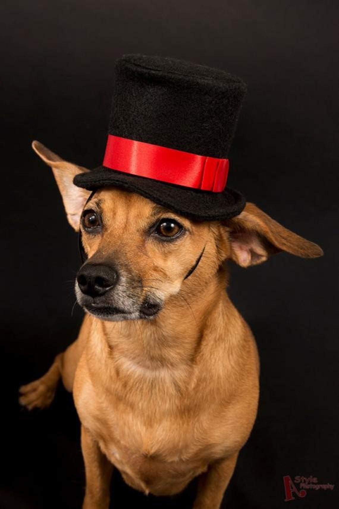 Dog Top Hat Wedding Top Hat Dogs Party Dog Hat Pet Hat Dog - Etsy