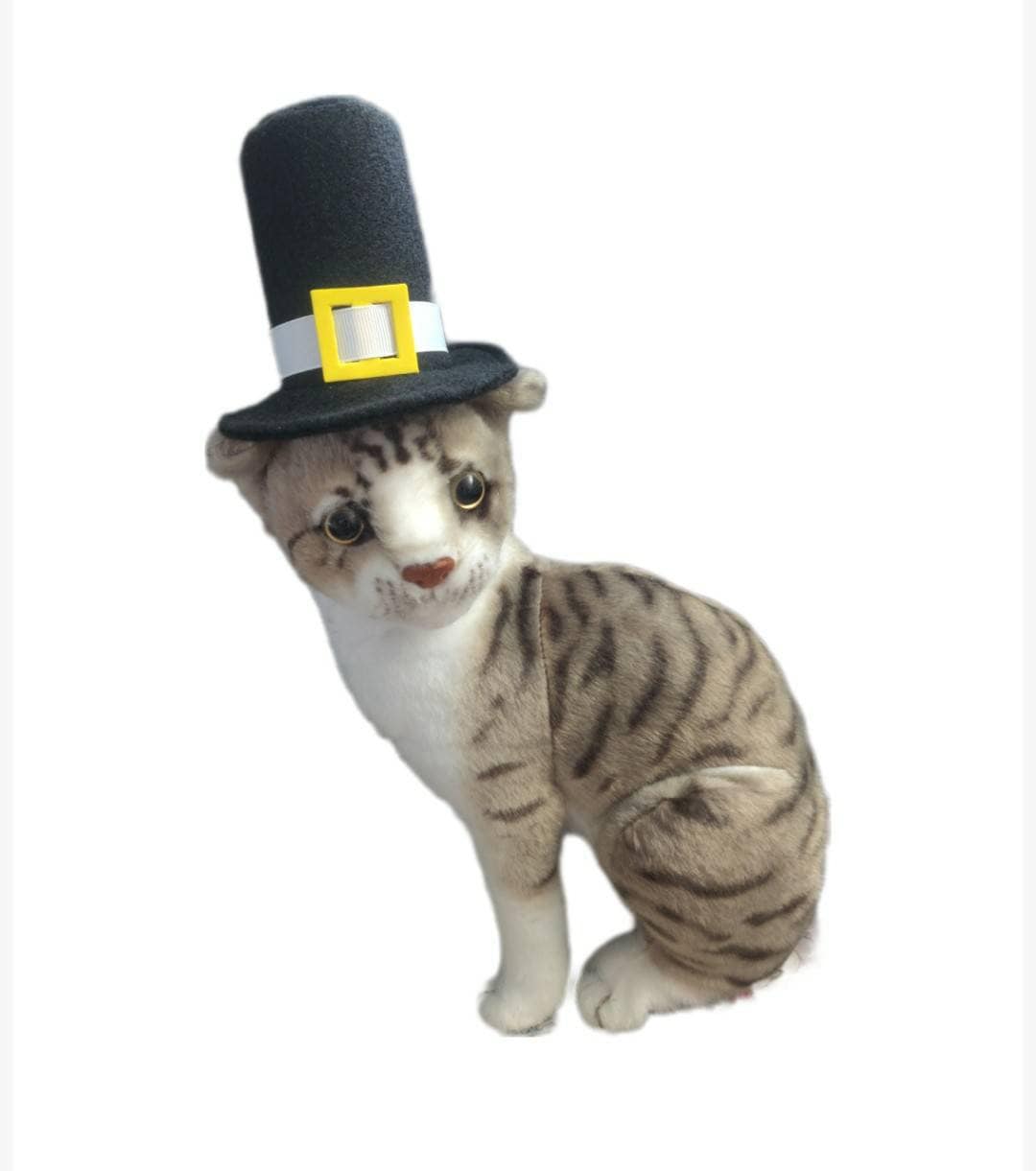 Pilgrim Cat
