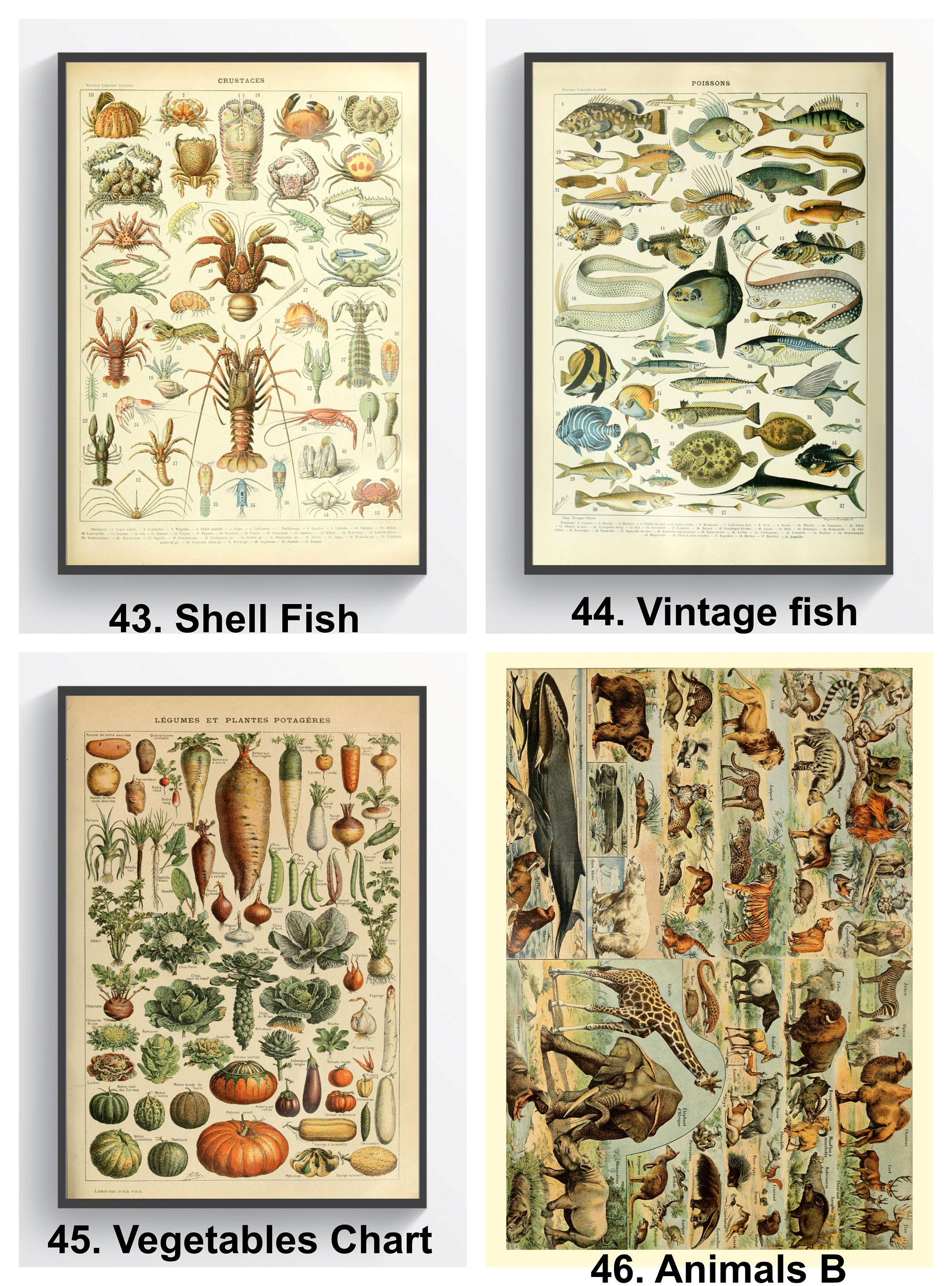 Adolphe Millot Prints Botanical Animal Flowers Fruit - Etsy UK