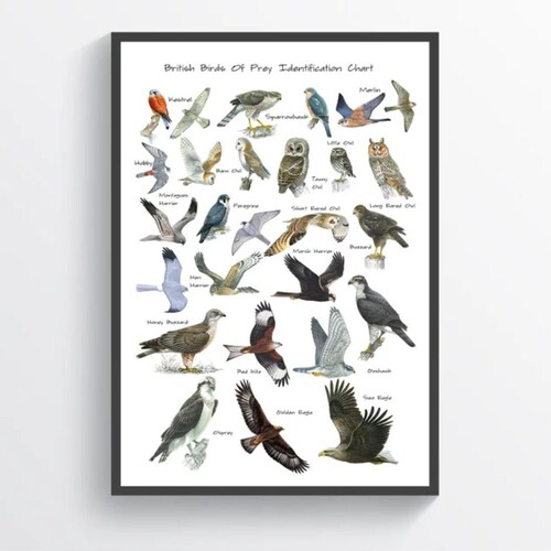 British Garden Birds Identification Chart Wildlife Poster A5 - Etsy UK