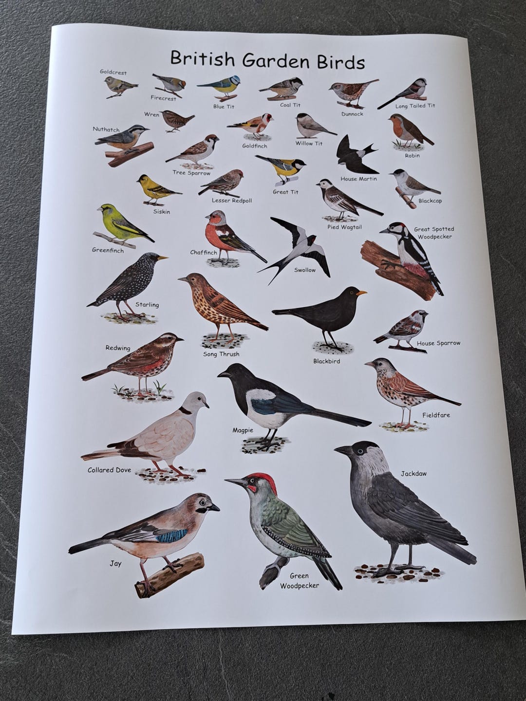 British Garden Birds Identification Chart Wildlife Poster A5 A4 A3 A2 ...