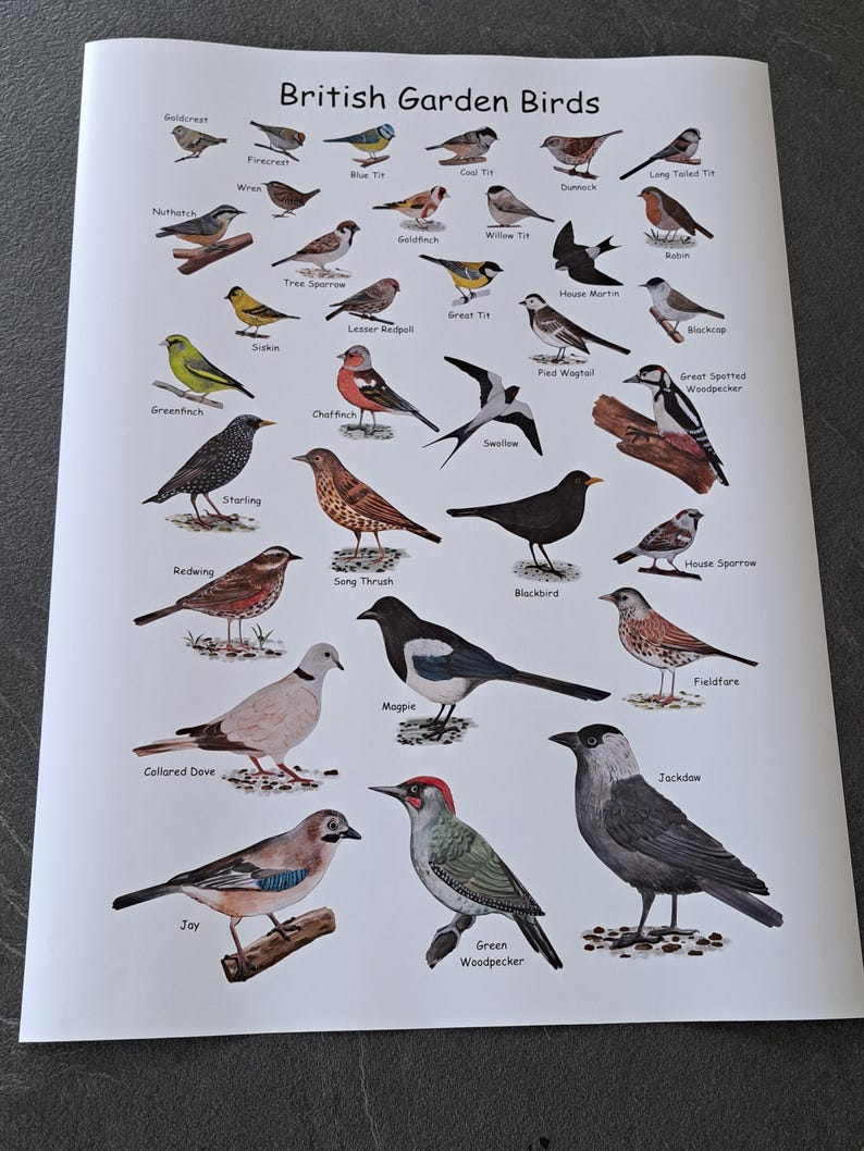 British Garden Birds Identification Chart Wildlife Poster A5 A4 A3 A2 ...