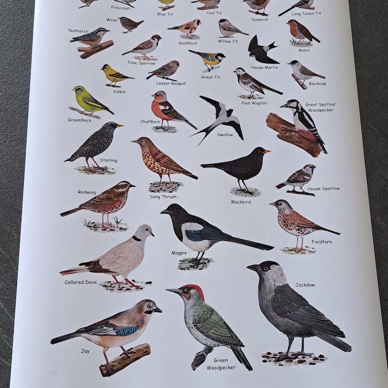 British Birds Poster - Etsy UK