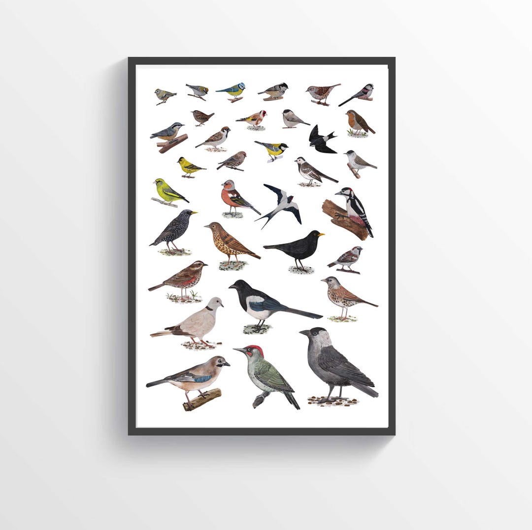 British Garden Birds Identification Chart Wildlife Poster A5 A4 A3 A2 ...