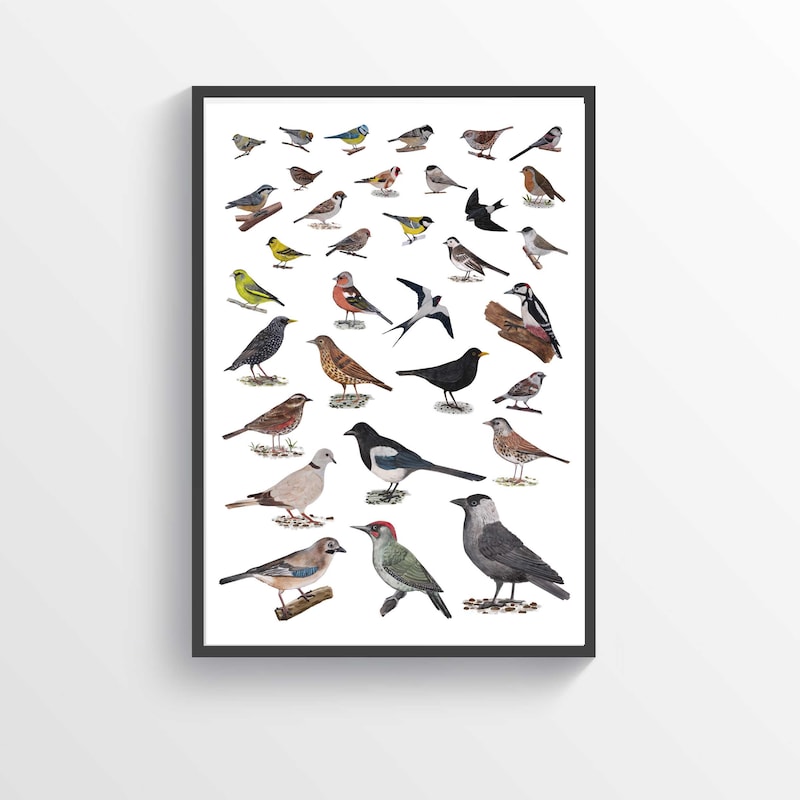 British Birds Poster - Etsy UK