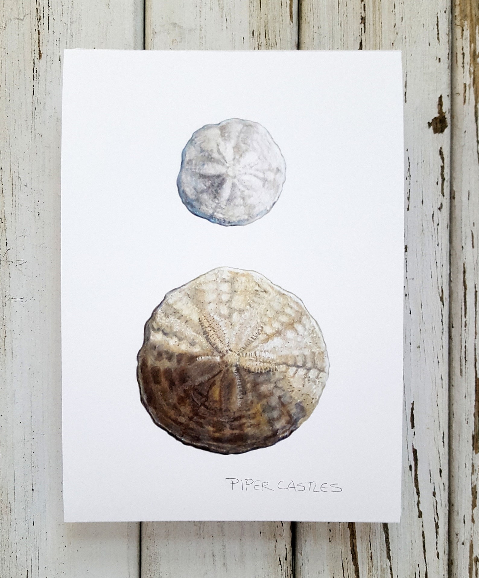 Sand Dollar Print Sand Dollar Art Shell Art Seashell Print - Etsy