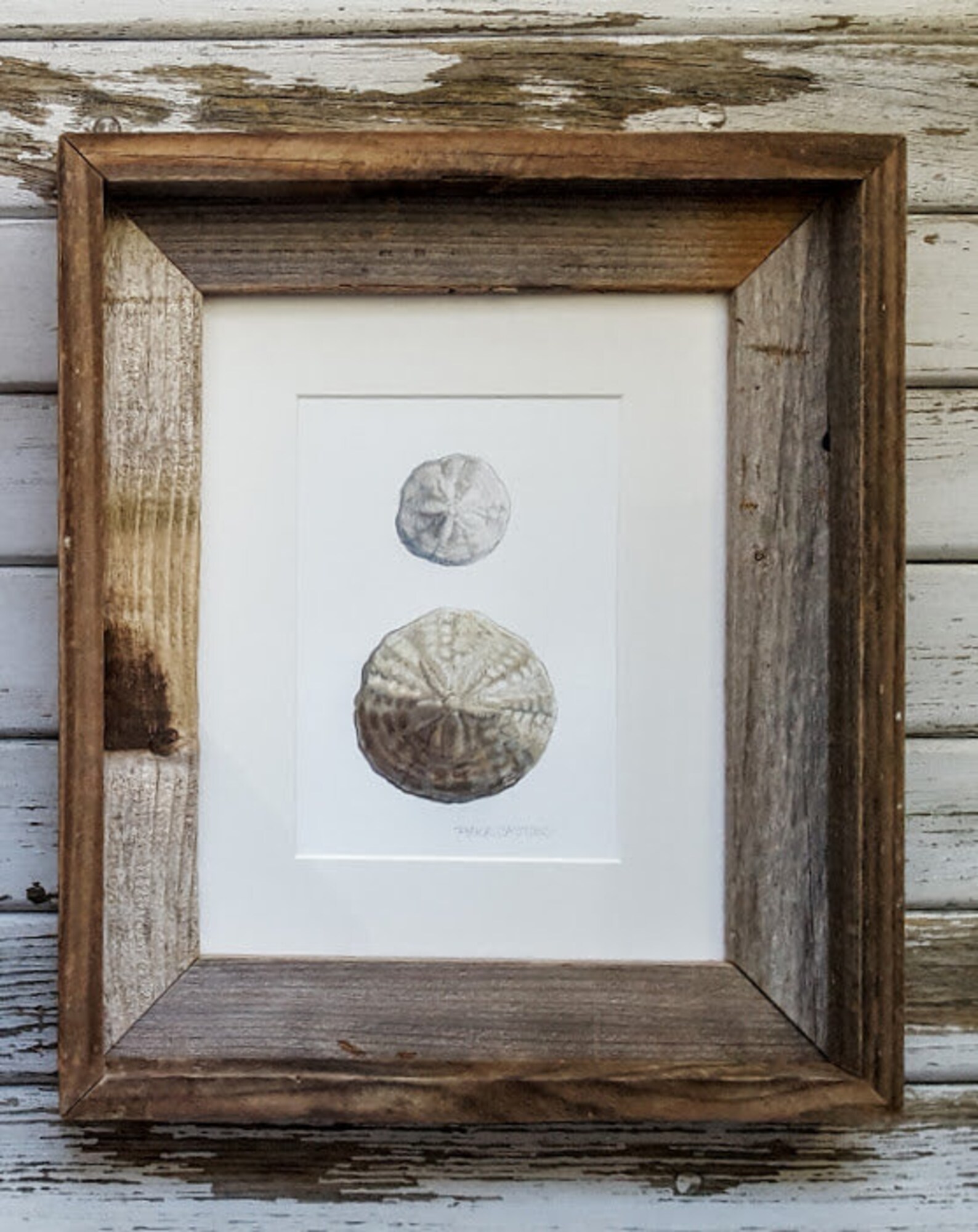 Sand Dollar Print Sand Dollar Art Shell Art Seashell Print - Etsy