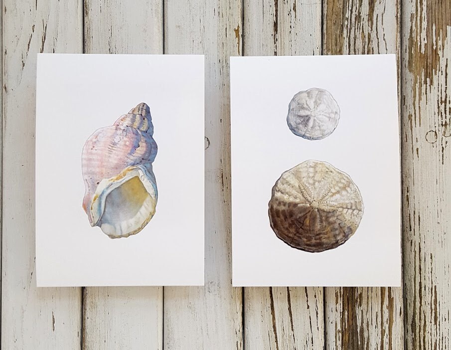 Sand Dollar Print Sand Dollar Art Shell Art Seashell Print | Etsy