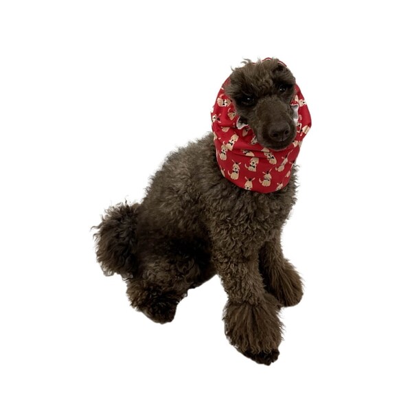 Cavalier Dog Snood - Etsy