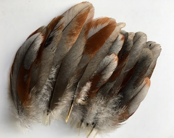 Real bird feathers | Etsy