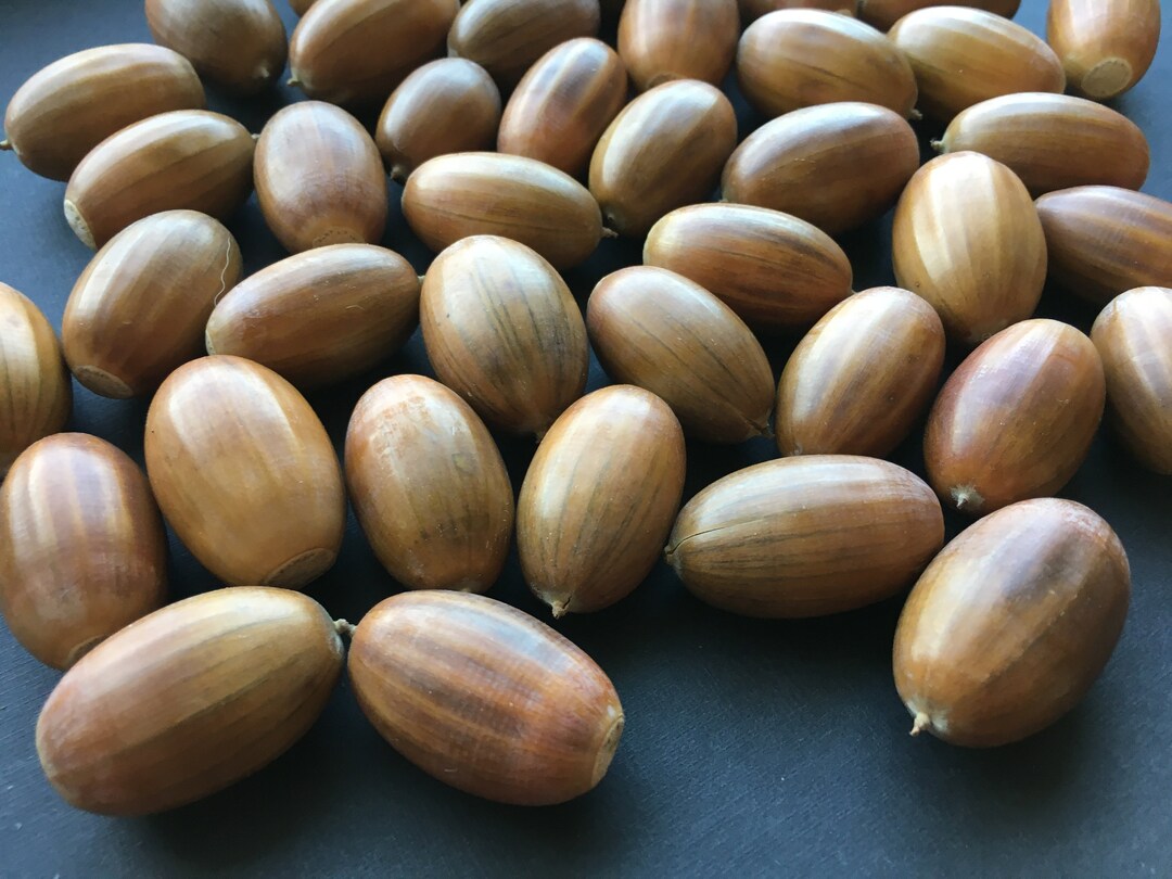 100 Pcs Natural Dried Eco Acorns Oak Acorns Big Acorns Large Acorns ...