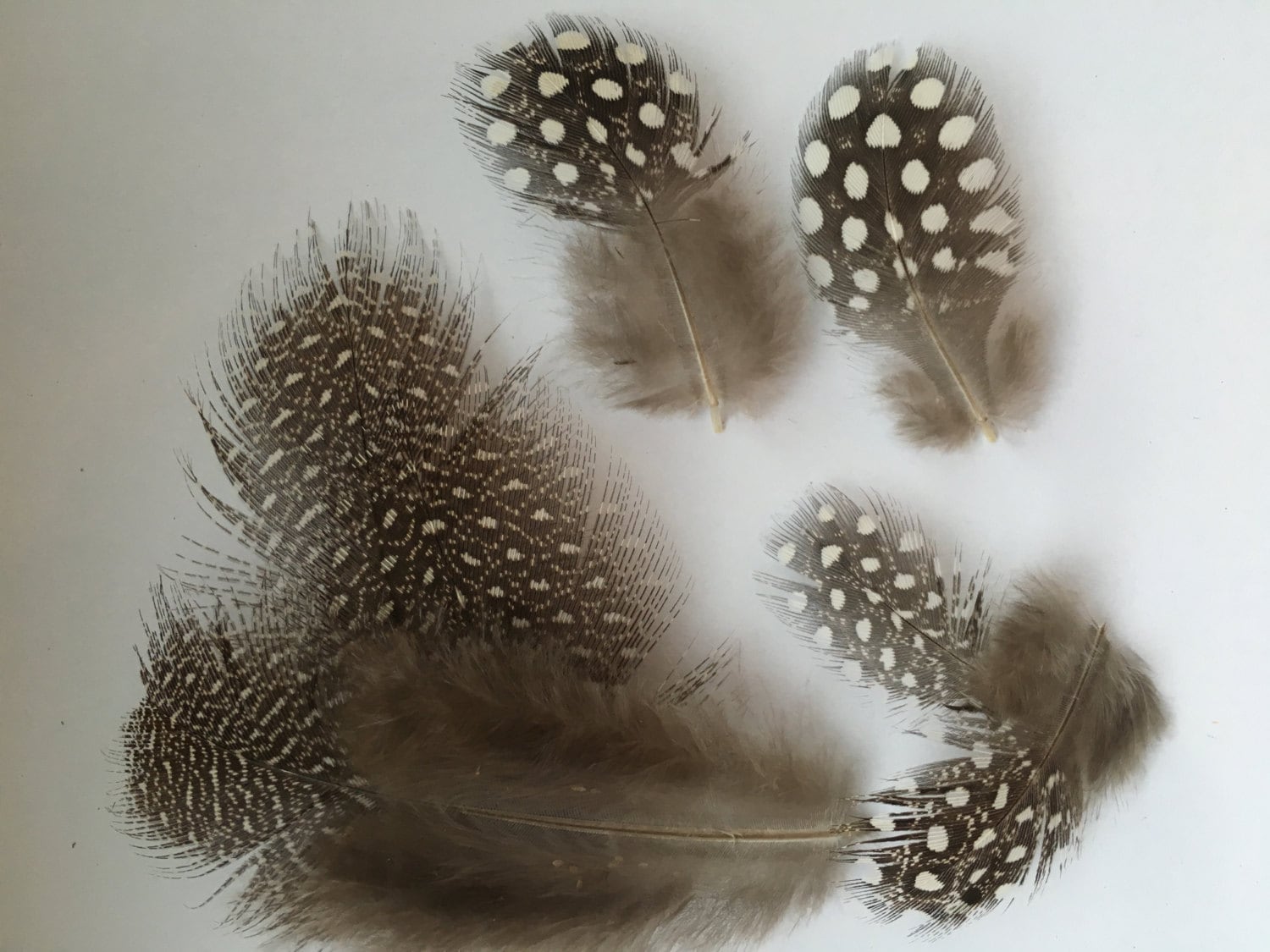 Guinea Feathers 80 NATURAL Guinea Fowl FEATHERS Mix Polka Dot - Etsy