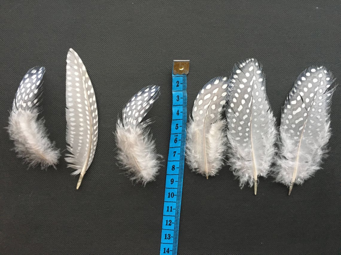 25 Pcs Guinea Fowl Feathers Natural Feathers Light Guinea Fowl Real ...