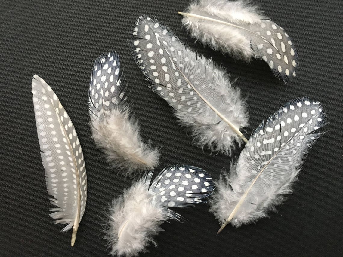 25 Pcs Guinea Fowl Feathers Natural Feathers Light Guinea Fowl Real ...