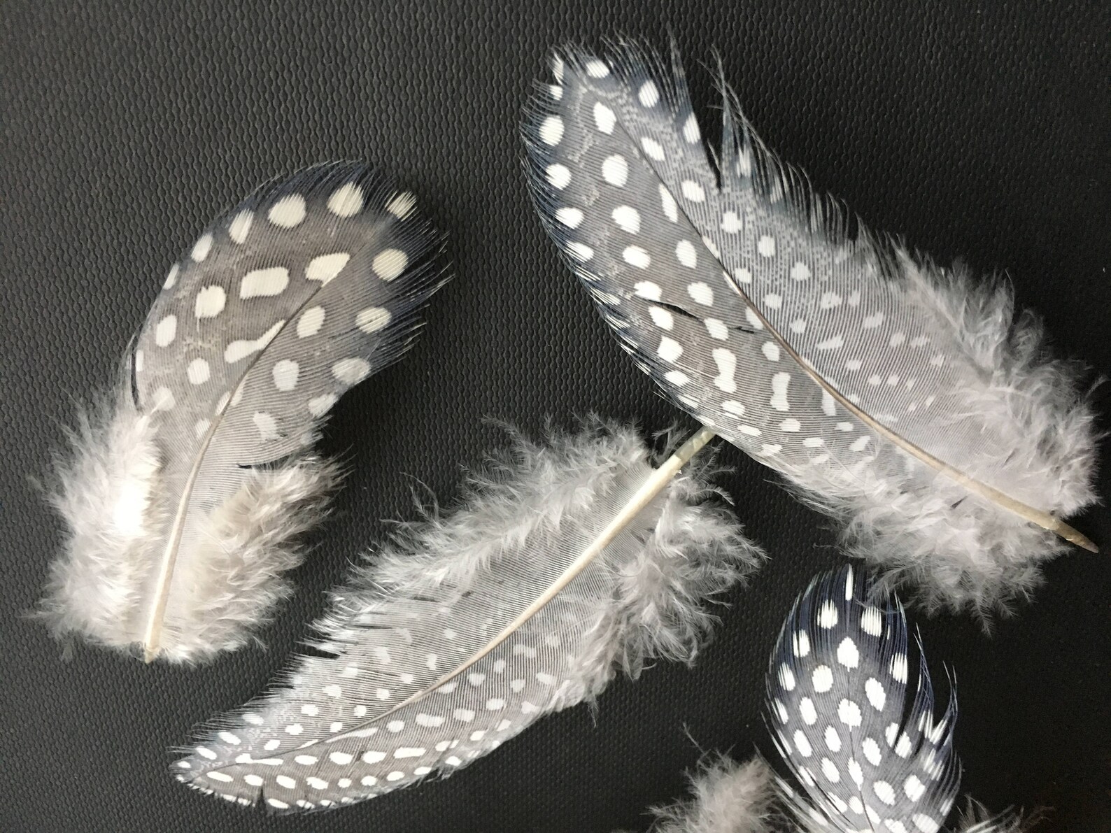 25 Pcs Guinea Fowl Feathers Natural Feathers Light Guinea Fowl Real ...