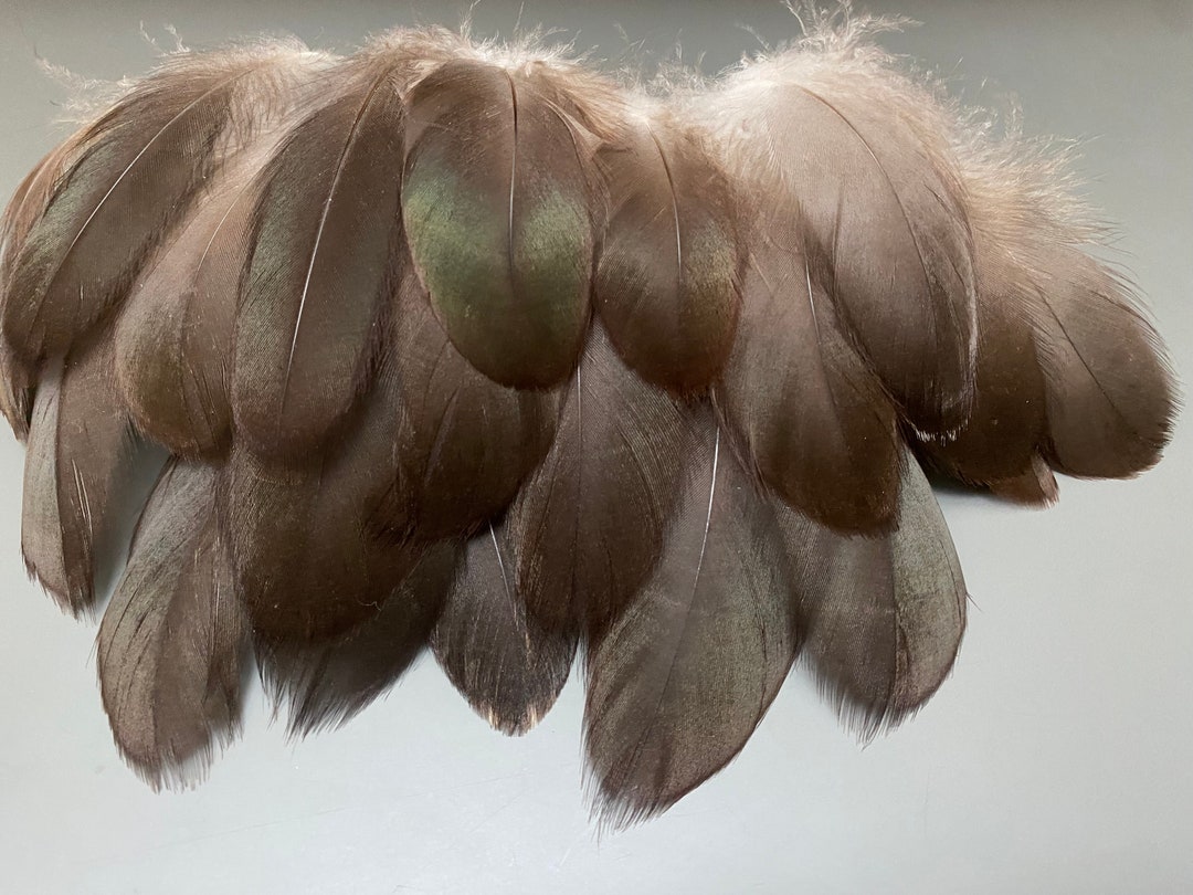 20 Pcs Duck Feathers Gray Feathers Green Shade Feathers Curled Feathers ...